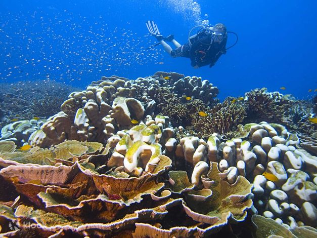 Tioman Island Leisure Diving Package for Certified Divers - Klook ...