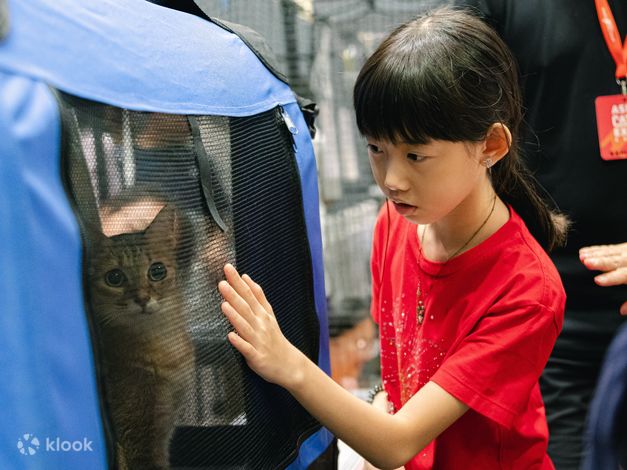 Bring your furry felines to Asia Cat Expo 2024! - Klook Singapore