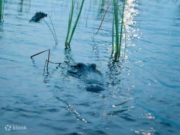 Gator Nights Everglades Nighttime Airboat Adventure in Fort Lauderdale ...