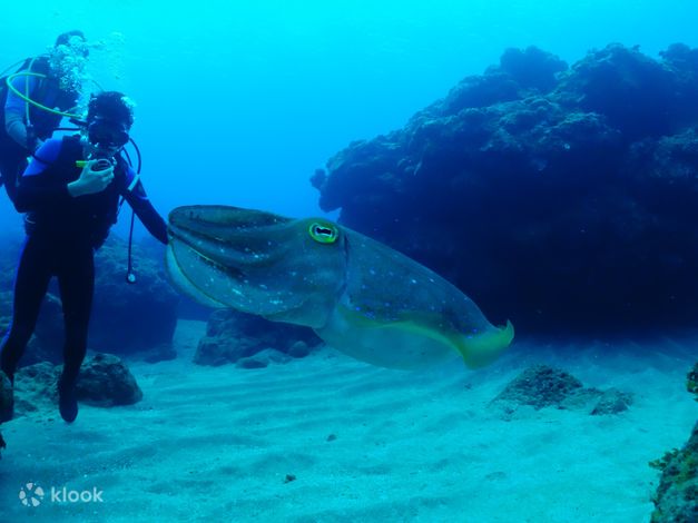 【Lanyu Diving】Taitung Lanyu Blue Ocean House Diving Resort Trải nghiệm ...