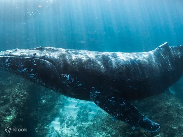 Swim with Humpback Whales at Ningaloo Reef - Klook