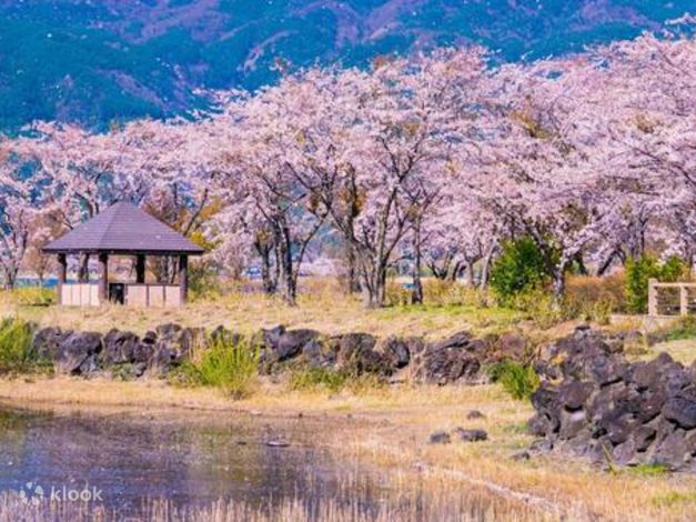 [Sakura Limited] Mt. Fuji Cherry Blossom Viewing Day Tour｜Yagizaki Park ...