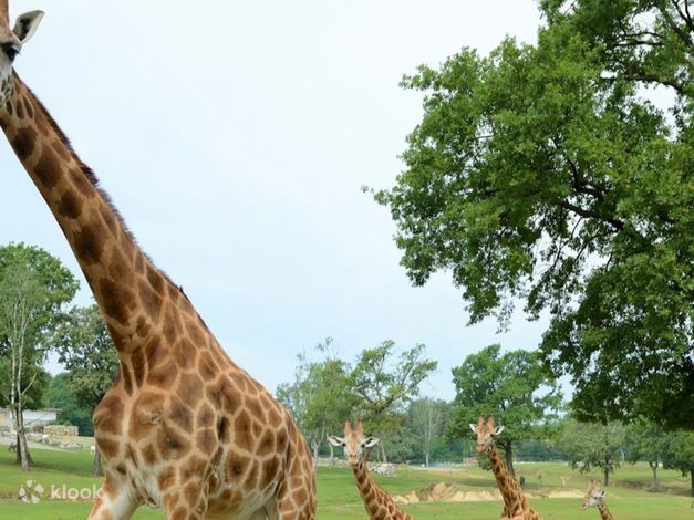 Pombia Safari Park ticket - Klook