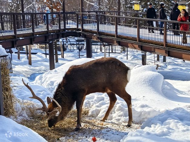 One-day tour to Asahiyama Zoo, Shikisai-no-Oka, Internet celebrity tree ...