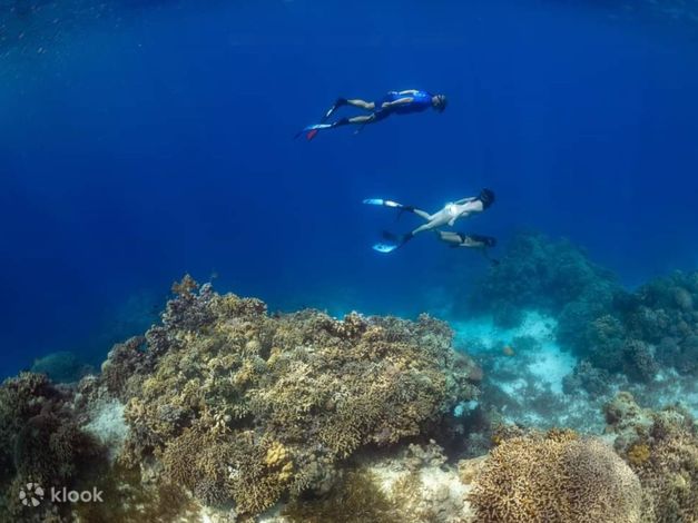 Achieve Freediving Mastery: 2-Day SSI Level 1 Certification in Batangas ...