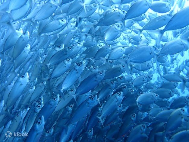 1-Day Moalboal Tour Including Sardine Run, Sea Turtles & Mantayupan ...