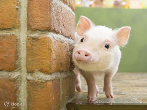 Mipig, a cafe where you can interact with micro pigs (Harajuku ...