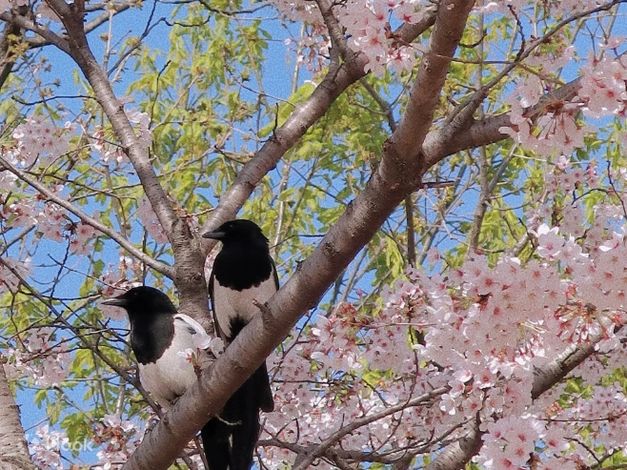 [Spring Only] Hokkaido Cherry Blossom Day Tour | Cape Kamui & Yoichi ...
