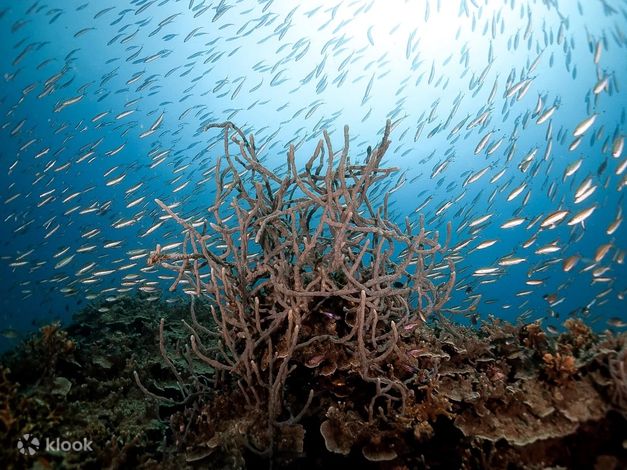 Tuffati nell'avventura: PADI Advanced Open Water Dive a Tioman con PADI ...