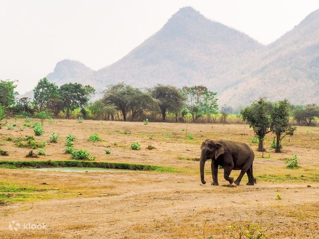 Elephant Sanctuary & Erawan Waterfall Tour from Bangkok – Full Day - Klook