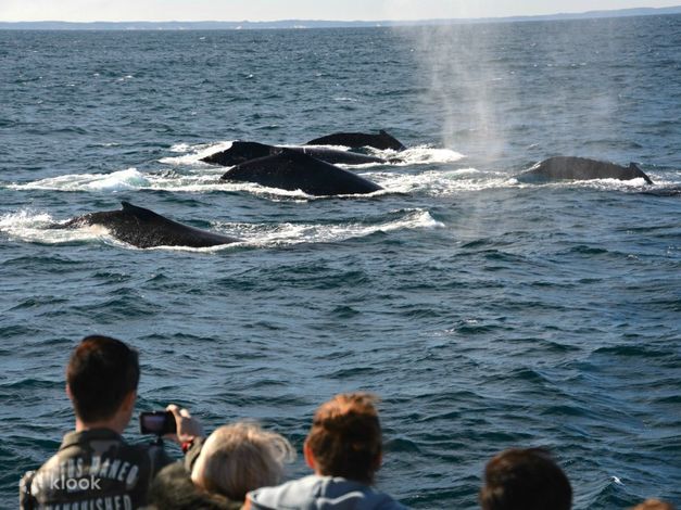 Augusta Whale Watch Experience Boat Tour - Klook