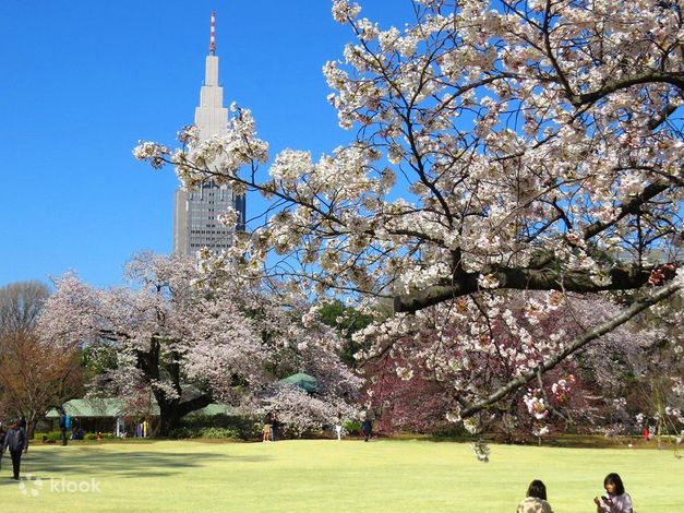 Cherry Blossom Season Exclusive | One-day tour to famous cherry blossom ...