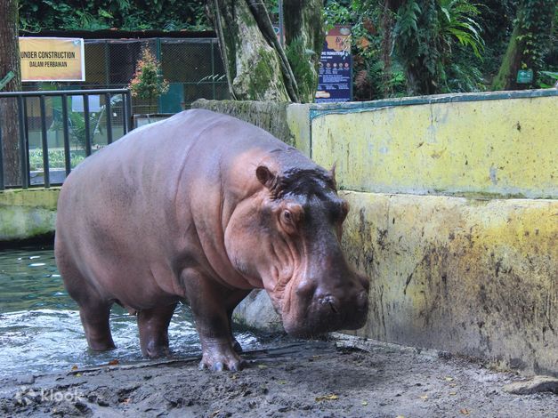 Pematang Siantar Zoo Ticekt - Klook Estados Unidos
