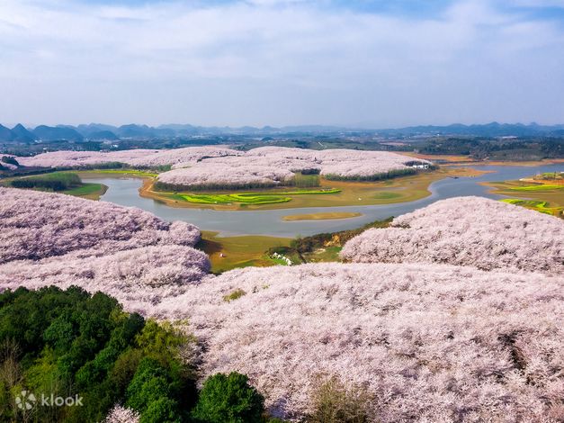 [Cherry Blossom Limited] Guizhou Pingba Cherry Blossom Day Tour (Round ...