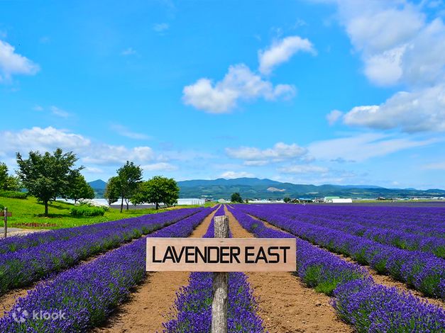 [Hokkaido Summer Internet Celebrity Check-in] Patchwork Road Seven Star ...