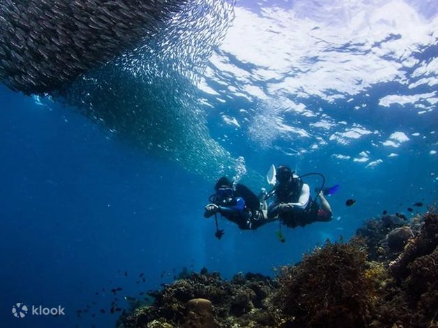 Explore the Depths: Become a PADI AOW Diver in Bohol with Our PADI 5 ...