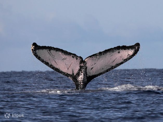 Classic Whale Watching Tour in Maui - Klook
