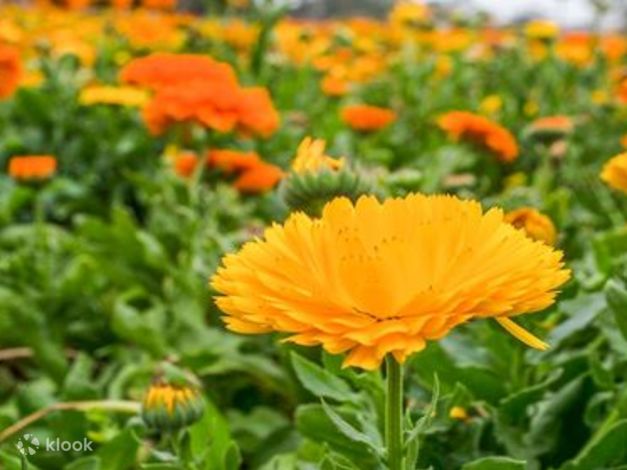 Beautiful countryside in Pengcheng - Klook