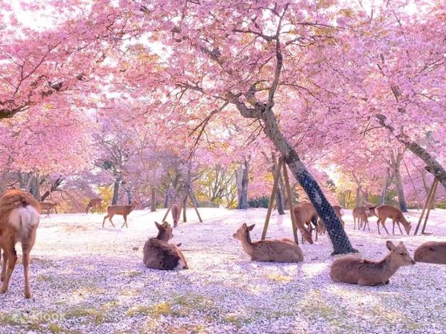 Kyoto Arashiyama Scenic and Cultural Tour and Nara Deer Fun Experience ...