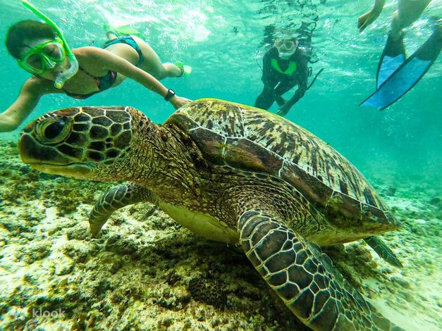 1-Day Moalboal Tour Including Sardine Run, Sea Turtles & Mantayupan - Klook