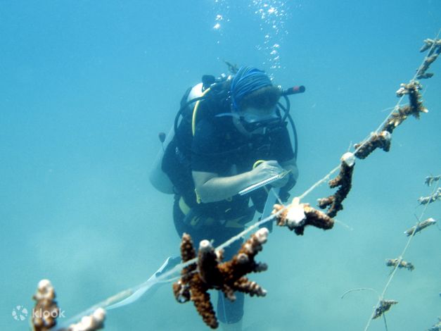 4D3N Open Water Diver Course and Marine Ecology Workshop in Tioman ...