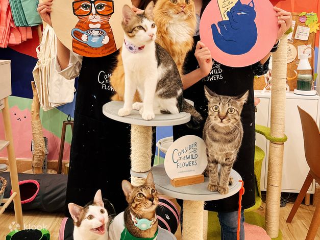 Art Jamming with Cats by Wildflower Studio - Klook Estados Unidos