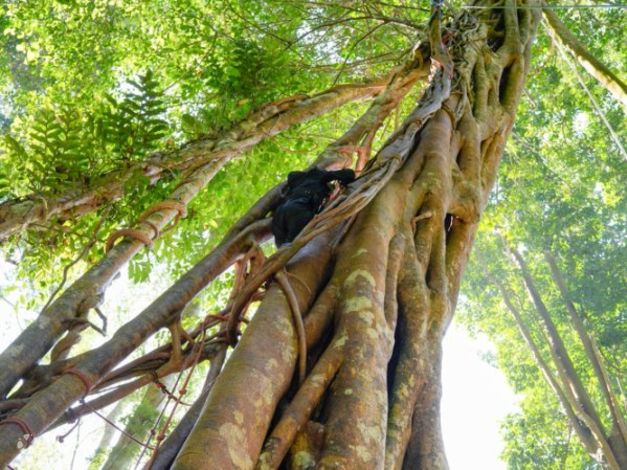 Yunnan Xishuangbanna Jinuo Mountain Rainforest Hiking 1-Day Tour ...