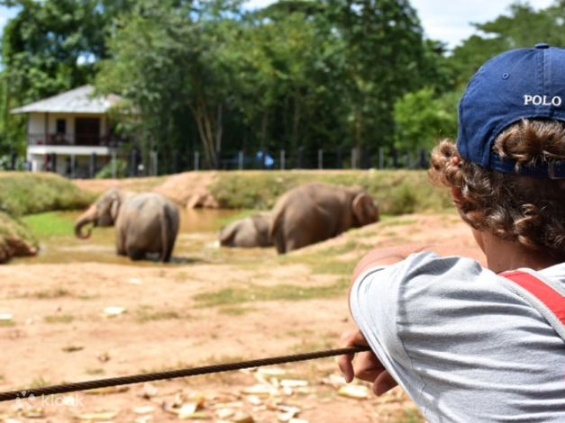 Journée de soin des éléphants à la Wildlife Friends Foundation - Klook ...