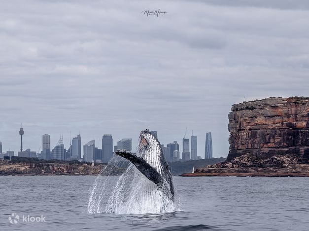 2-Hour Ocean Whale Watching Experience from Barangaroo - Klook