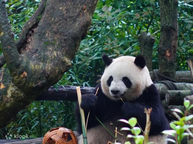 Sichuan Chengdu Qingcheng Mountain + Dujiangyan Panda Valley One-day ...