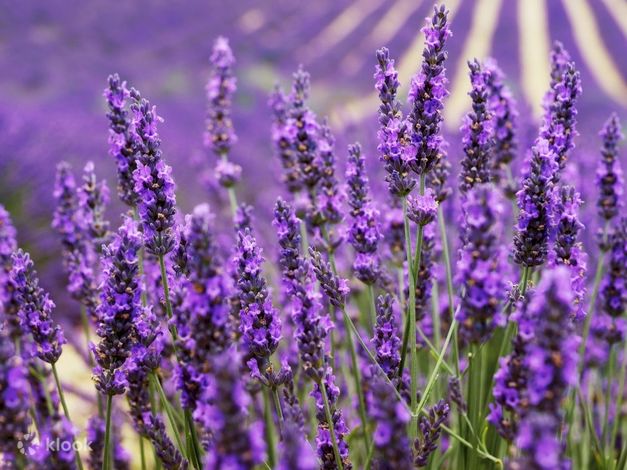 Lavender Fields from Aix en Provence Join In Half Day Tour - Klook