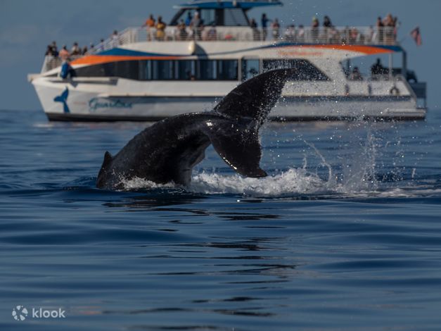 Classic Whale Watching Tour in Maui - Klook