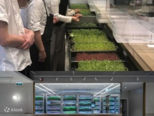 "Seeds delivered directly to the table" handmade pancake making and ...