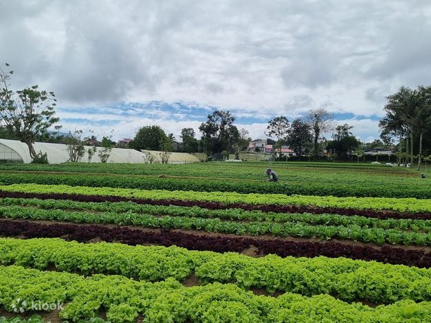 Breathtaking Vistas Await: Panoramic Tagaytay Ridge Tour with Taal ...