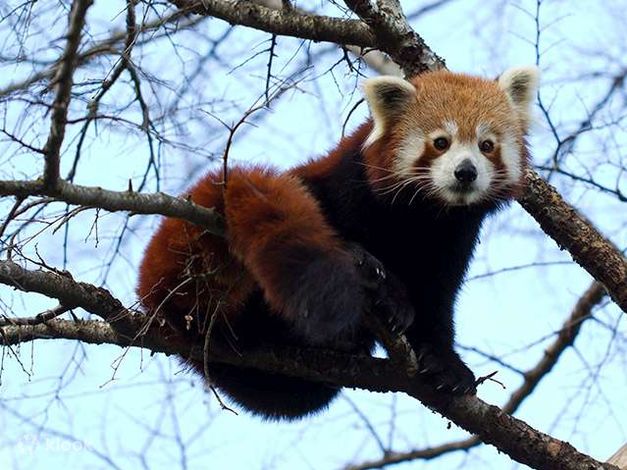 Adelaide Zoo's Panda and Friends Tour (with Entry) in Adelaide ...