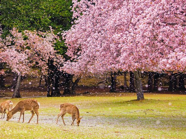 Arashiyama, Kyoto, Nara | Arashiyama Train & Bamboo Forest Trail ...
