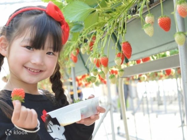 Cherry Blossom at Lake Kawaguchi and Arakura Sengen Shrine Tour with ...