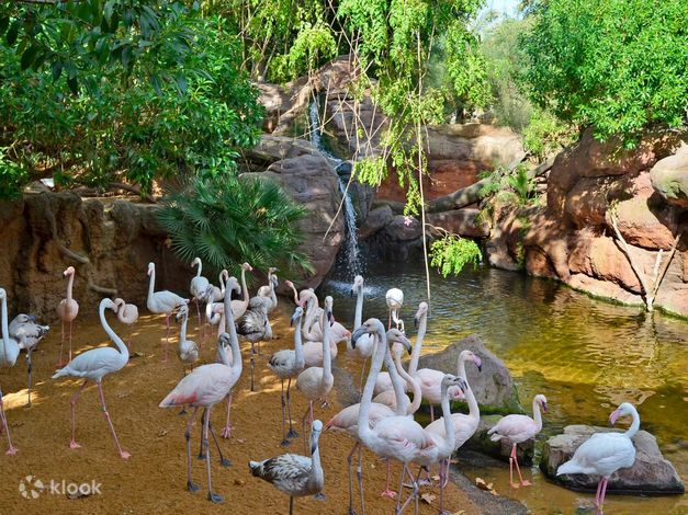 Bioparc Fuengirola Ticket in Málaga - Klook Hong Kong