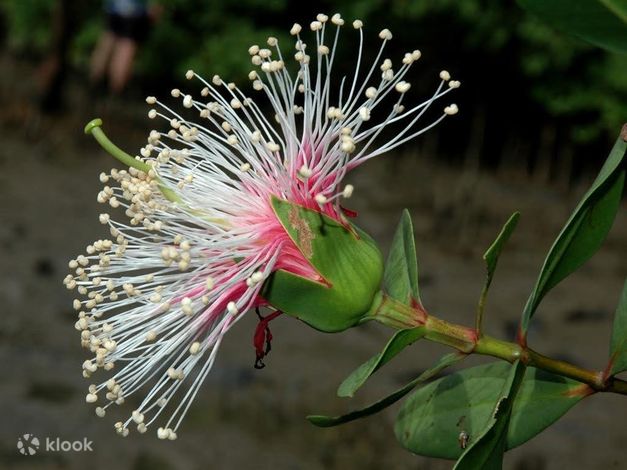 参加在 Khao Garos 的海洞皮划艇和在甲米的 Tha Pom Klong Song Nam 游泳 - Klook客路