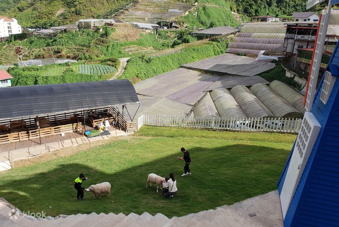 The Sheep Sanctuary Admission Ticket at Cameron Highland - Klook