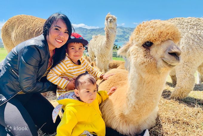 Akaroa Shamarra Alpaca Farm Tour - Klook Singapore