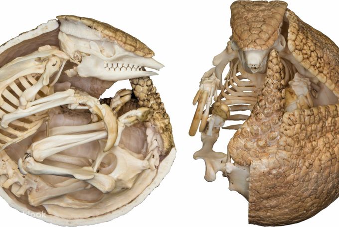 Orlando’s Skeletons: Museum of Osteology Entrance Tickets - Klook ...