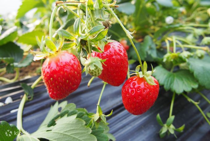 Nami Island and Garden of Morning Calm Lighting Festival Tour - Klook ...