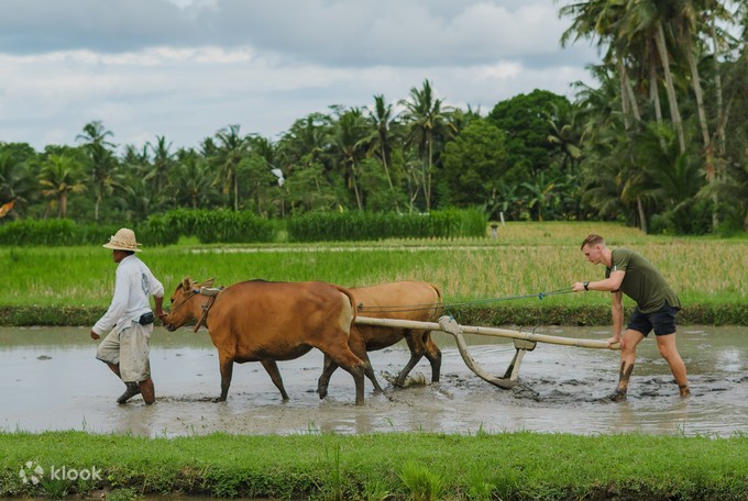 Balinese Healing Journey, Cooking Class, Cycling, or Balinese Living ...
