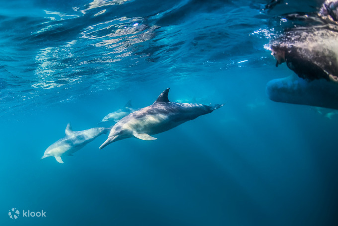 Port Stephens Dolphin Swim Experience in Australia - Klook