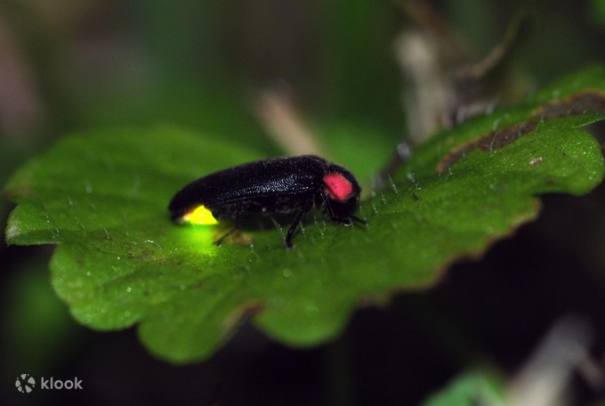 Kuala Selangor Fireflies Tour dengan Makan Malam Seafood dan Boat Trip ...