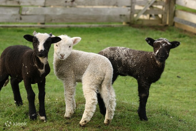 SheepWorld Admission Ticket in Auckland, New Zealand - Klook