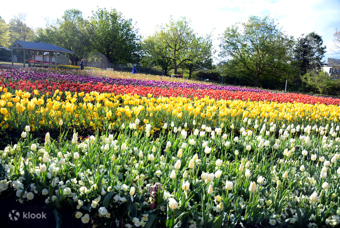 Canberra Floriade Flower Festival Day Tour from Sydney - Klook Australia