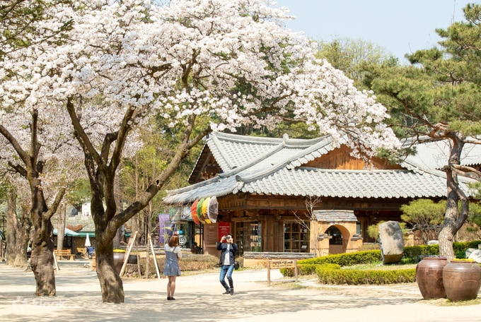 Nami Island, Petite France, and Garden of Morning Calm Day Trip - Klook ...
