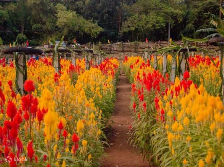 Flower Farm In Rizal | Best Flower Site